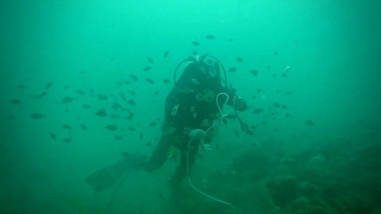 Biodiversity – Prof Andy Lowe